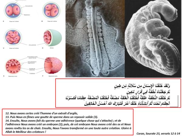 Embryologie humaine première année de Médecine – CHU Mohammed VI ...